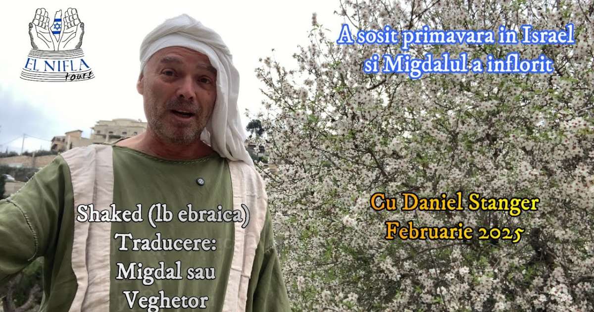 Daniel Stanger A înflorit migdalul în Israel! Ce spune Biblia despre ...